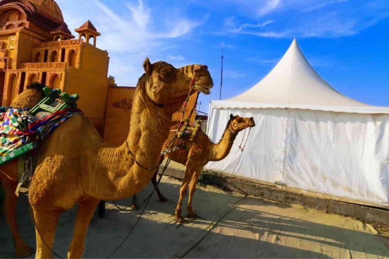 Great Rann of Kutch: Essential Travel Guide | Updated For 2023 - Take ...