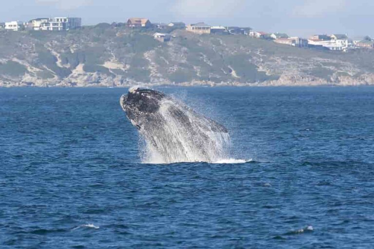 11 Best Places to go Whale Watching in the World - Take Off With Me