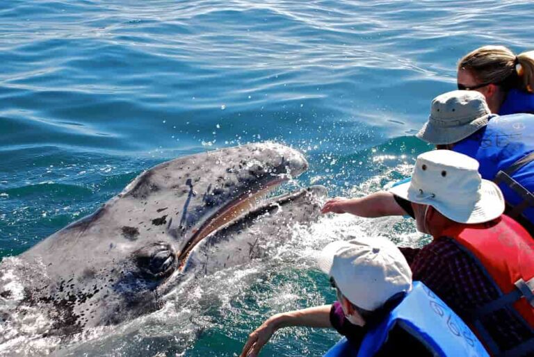 11 Best Places to go Whale Watching in the World - Take Off With Me